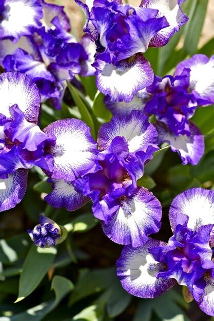 Premium Photo Violet Iris