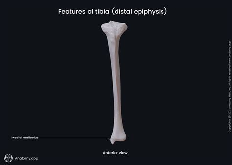 Tibia Anatomy App