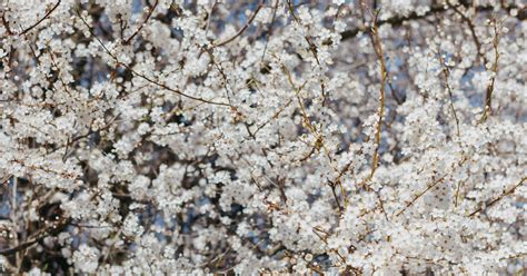 햇살이 내리쬐는 봄날 뒷모습에 피는 벚나무 가지 사이에서 관능적으로 포즈를 취하고 있는 모자를 쓴 세련된 여성 고요한 고요한 순간 흰 꽃을 껴안고 있는 노란 재킷을