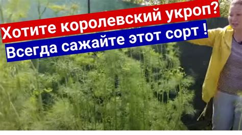 Этот сорт укропа всегда растет щеткой! Самый неприхотливый, ароматный и ...