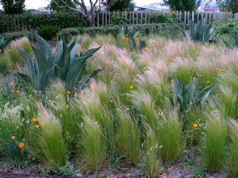 Mexican Feather Grass Invasive