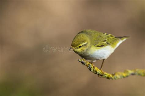 Adult Wood Warbler Phylloscopus Sibilatrix Malta Mediterranean Stock