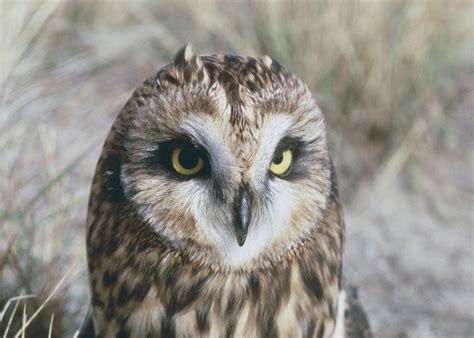 The Owls Of Oregon