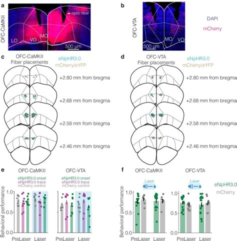 Optogenetic Fiber Placements And Optogenetic Effect On Reward Seeking
