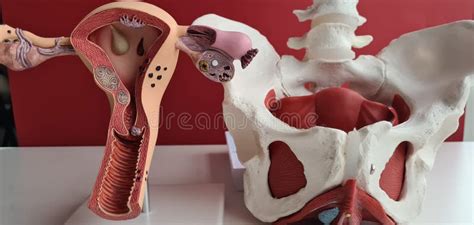 Pelvic Bones Of Female Reproductive System Uterus Anatomy Stock Image