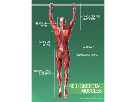 The Muscular System Structure Function And Common Pathologies
