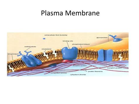 Ppt Plasma Membrane Powerpoint Presentation Free Download Id3874546