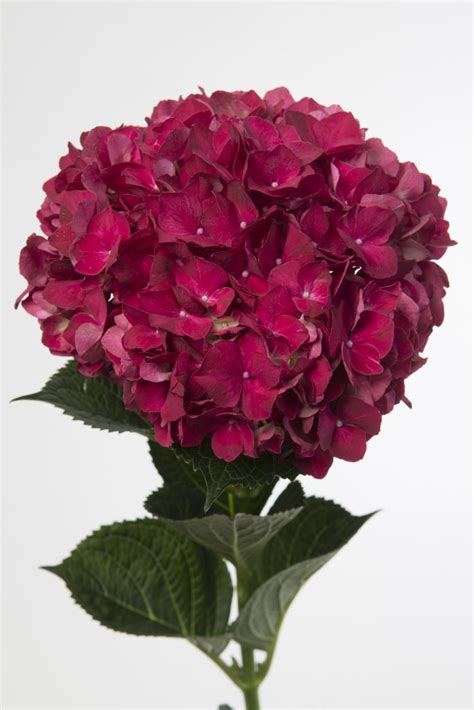 The Elusive Red Hydrangea Myth Or Reality
