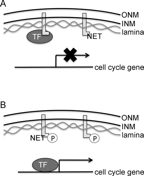 Figure 1 From Nuclear Envelope Influences On Cell Cycle Progression