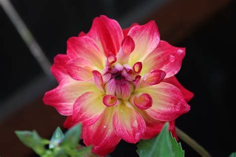 25 Dahlia Tuber Varieties Ideas Dahlia Favorite Candles Hand Poured