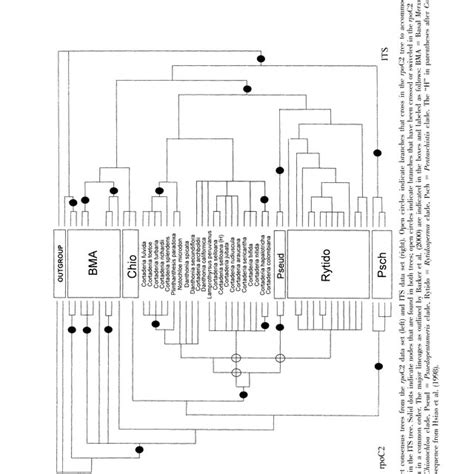 the strict consensus trees from the rpoc2 data set left and its data download scientific