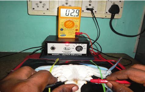 Electrode Placement And Electroejaculation Of Blue Swimmer Crab