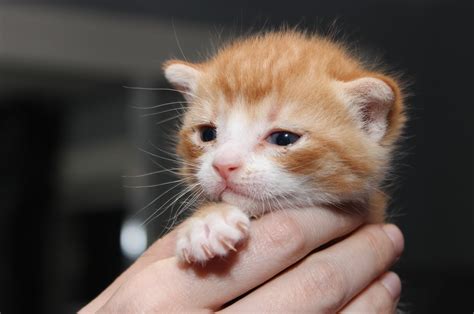 Orange Tabby Kitten Newborn