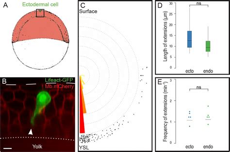 Endodermal Germ Layer Formation Through Active Actin Driven Migration