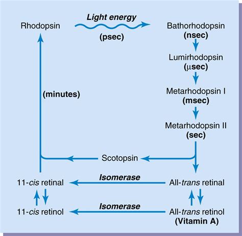 The Eye Ii Receptor And Neural Function Of The Retina Clinical Tree
