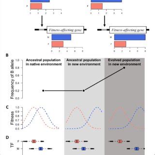 A Simple Model For Rapid Evolution Of Sex Specific Adaptation Download Scientific Diagram