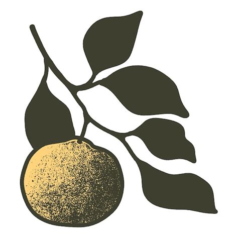 Premium Vector Handdrawn Orange Fruits Illustrations Vector Textured