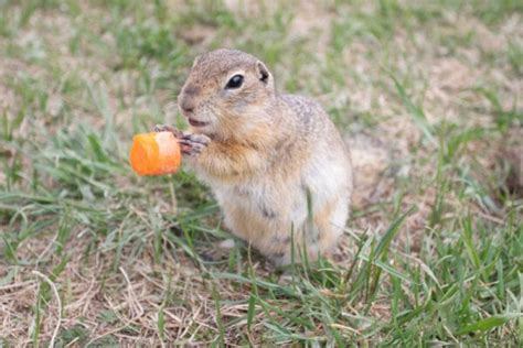 What Do Groundhogs Eat A Deep Dive Into Their Diet