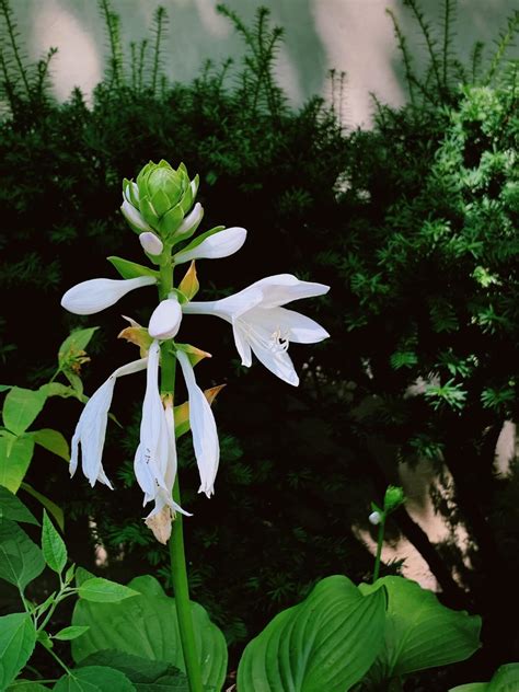 August Lily Matthias Maier