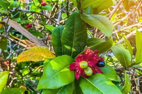 Beautiful Ochna Serrulata Or Ochna Bird Or Mickey Mouse Flower In