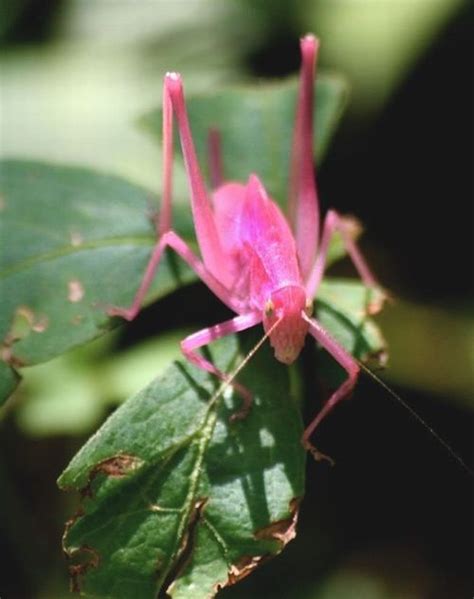 Sexy Insect Elakiri