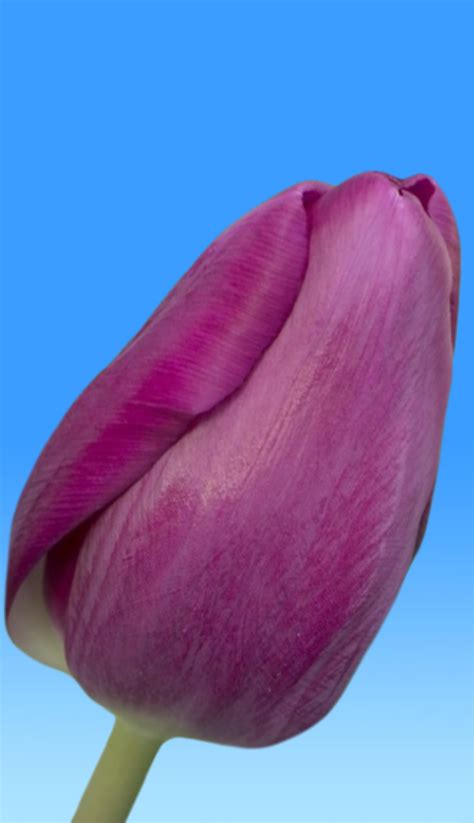 Roeska ® Nord Lommerse Flower Bulb Group Flower Bulbs From The