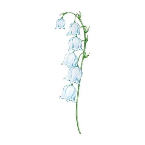Premium Vector Watercolor Lily Of The Valley May Month Birth Flower