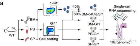 单细胞转录组分析揭示了中性粒细胞在稳态和感染中的异质性 知乎