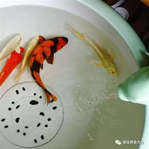 鱼友看自家新进的绯写锦鲤刚开始有点纠结