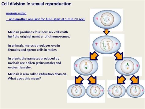 Cell Division In Sexual Reproduction Learning Objectives Understand