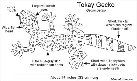 Leopard Gecko Anatomy Leopard Geckos Rescue Of Maine Leoanatomy Of A