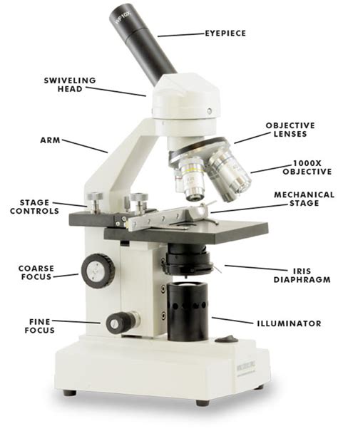 Guide To Using A Microscope Term Change