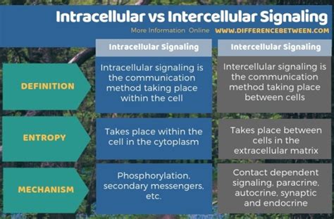 Difference Between Intracellular And Intercellular Signaling Compare The Difference Between
