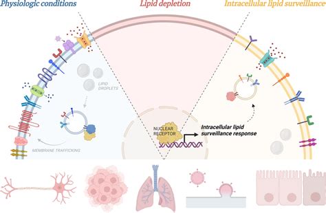 Modulating Cell Surface Protein Residency Through Intracellular Lipid