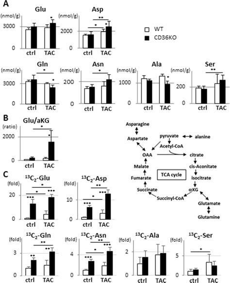 Biosynthesis Of Non Essential Amino Acids From Glucose Seems To Be Download Scientific Diagram