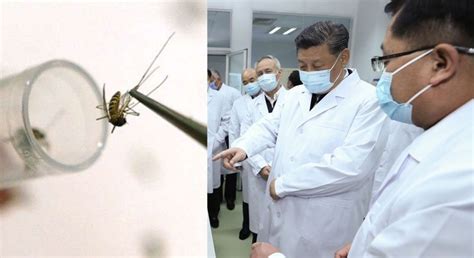 China Experimenting With Mosquitoes That Spread Vaccines Without