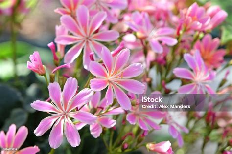 Pink Lewisia Cotyledon Sunset Group Common Names Siskiyou Lewisia And
