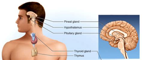 Ap Lab 1 Endocrine System Flashcards Quizlet