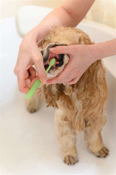 Female Hand Brushing American Cocker Spaniel Teeth Stock Image Image Of Medical Fangs 335856891
