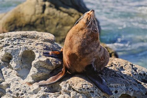Premium Photo Seal On Rock Formation