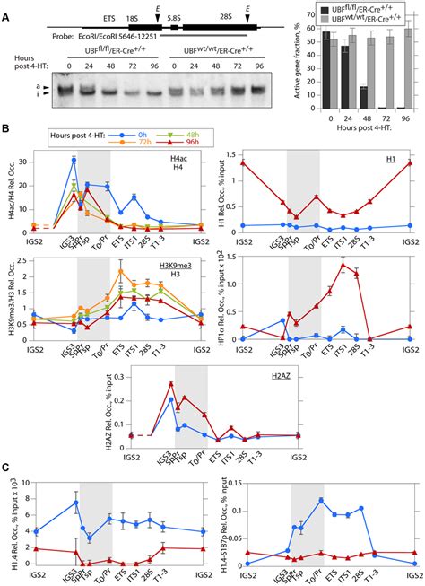 The Rdna Chromatin Is Extensively Remodelled During Ubf Elimination A Download Scientific