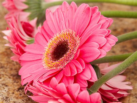 Download Beautiful Daisy In A Garden
