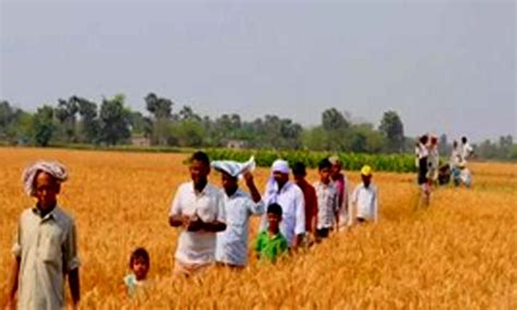 Missing MSP Awareness Keep Bio Fortified Black Wheat In The Dark