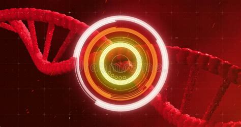 Dna Strand And Circular Interface Animation Over Red Background Stock Video Video Of Nucleic