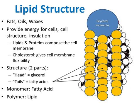 Monomer Structure Of Lipids