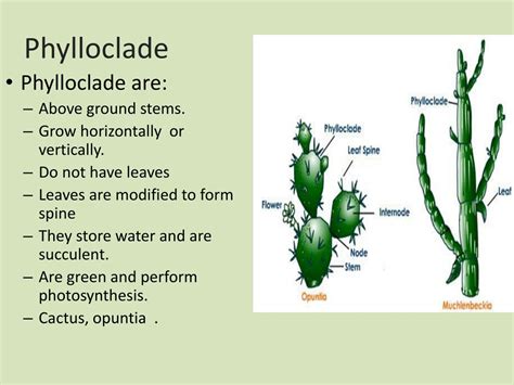 Ppt Morphology Of Flowering Plants Root System Types And Functions