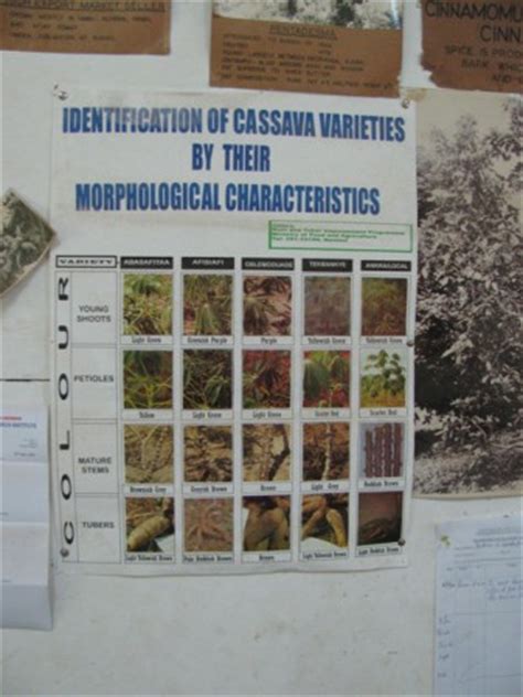 Cassava Varieties In Ghana Agricultural Biodiversity Weblog
