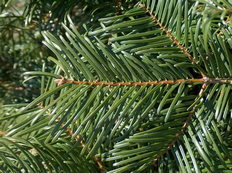 9 10 Grand Fir Santa And Sons Christmas Trees