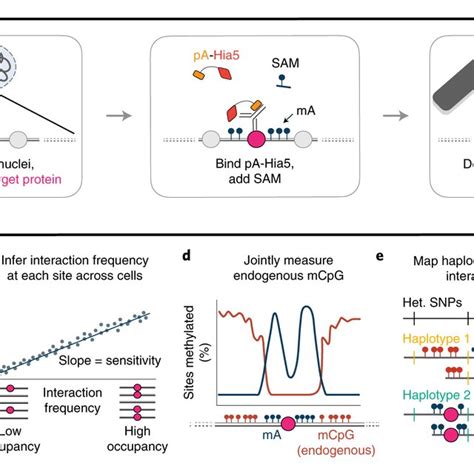 Genome Wide Mapping Of Protein Dna Interactions With Dimelo Seq A Download Scientific Diagram