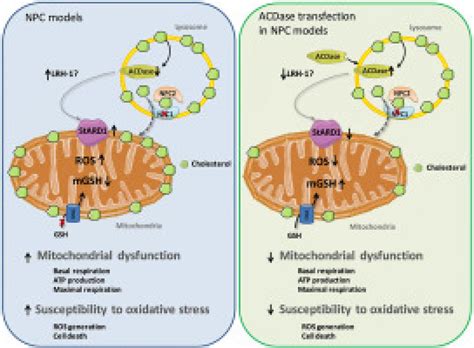 Acid Ceramidase Improves Mitochondrial Function And Oxidative Stress In